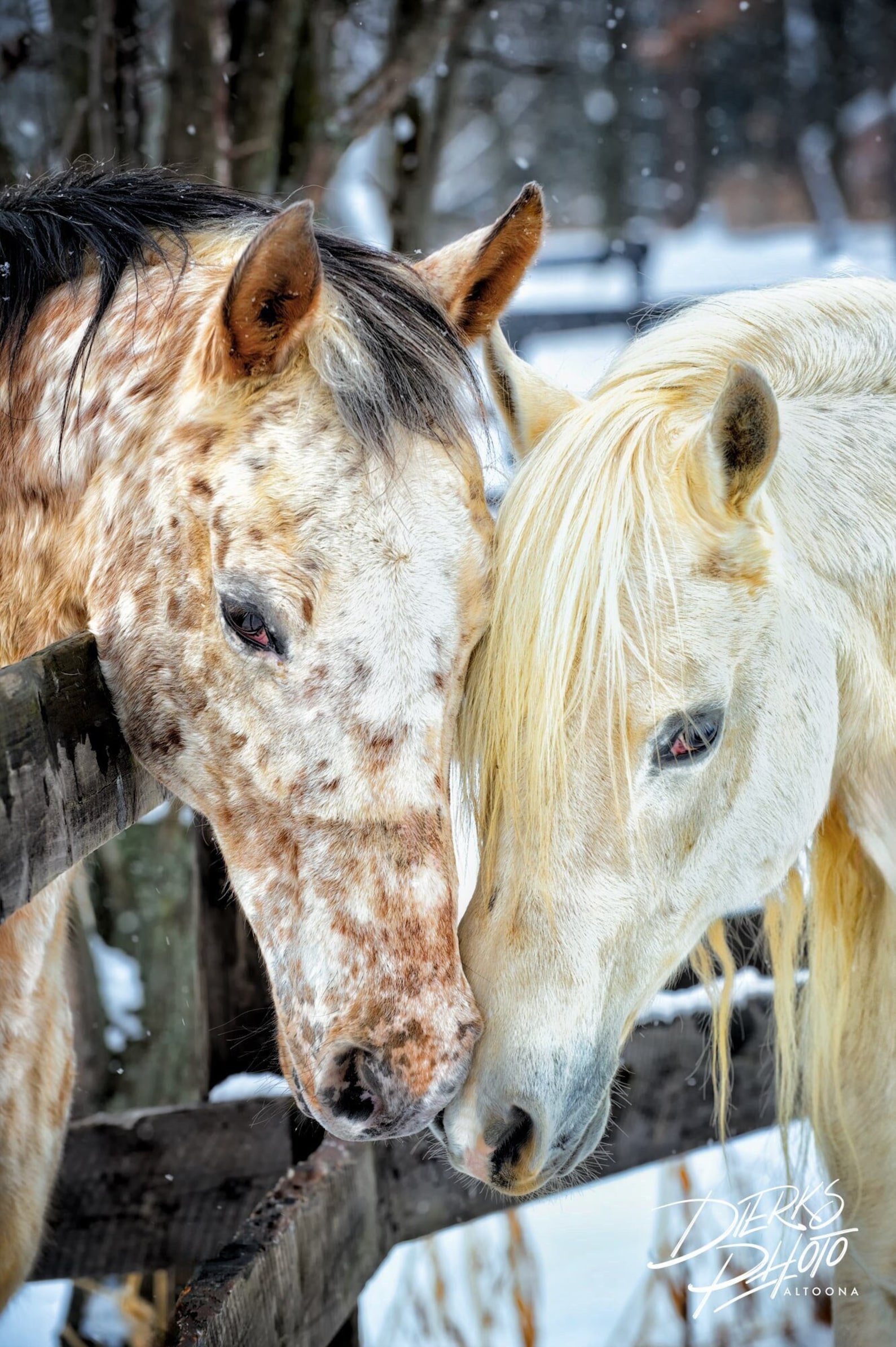 Horses in Love Photo, Horses Courting and Nuzzling Togetherness, Horse ...