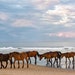 Wild Horses at Corolla NC, OBX Wild Ponies, Outer Banks Horses Photo ...