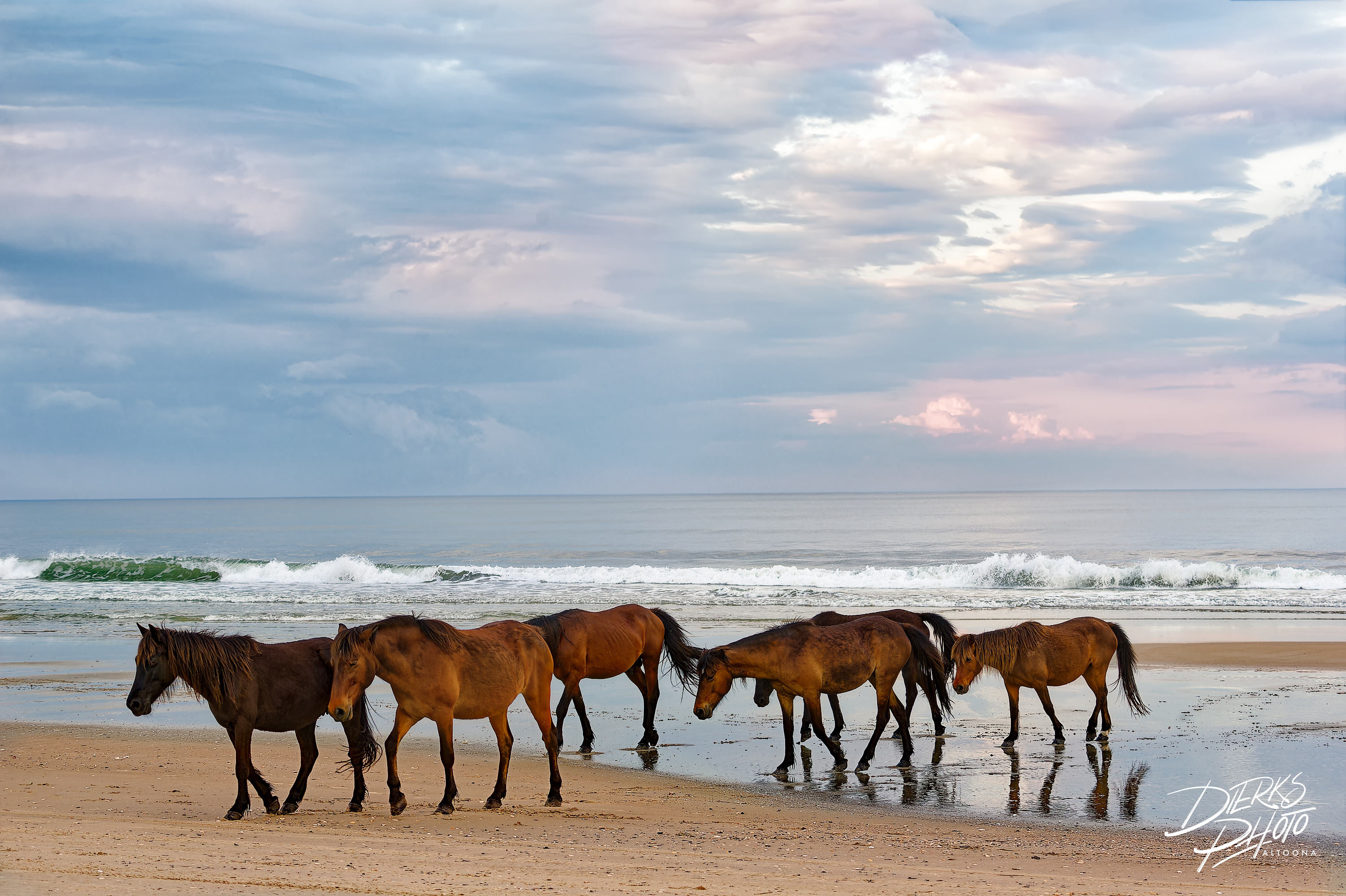 Wild Horses at Corolla NC, OBX Wild Ponies, Outer Banks Horses Photo ...