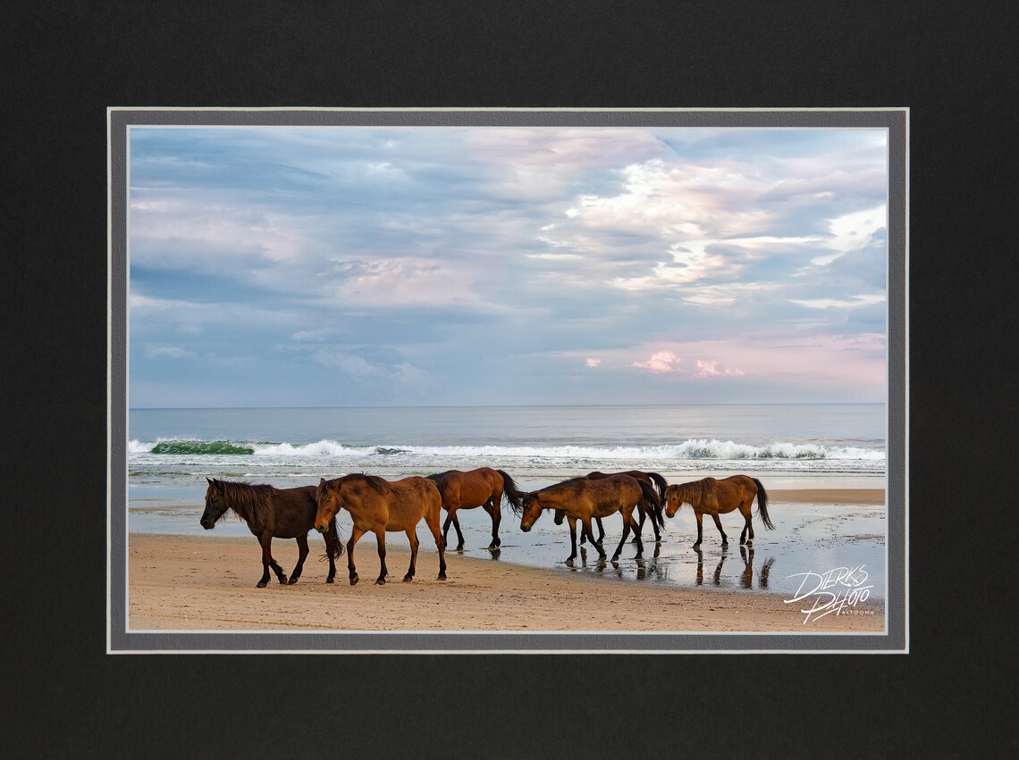 Wild Horses at Corolla NC, OBX Wild Ponies, Outer Banks Horses Photo ...