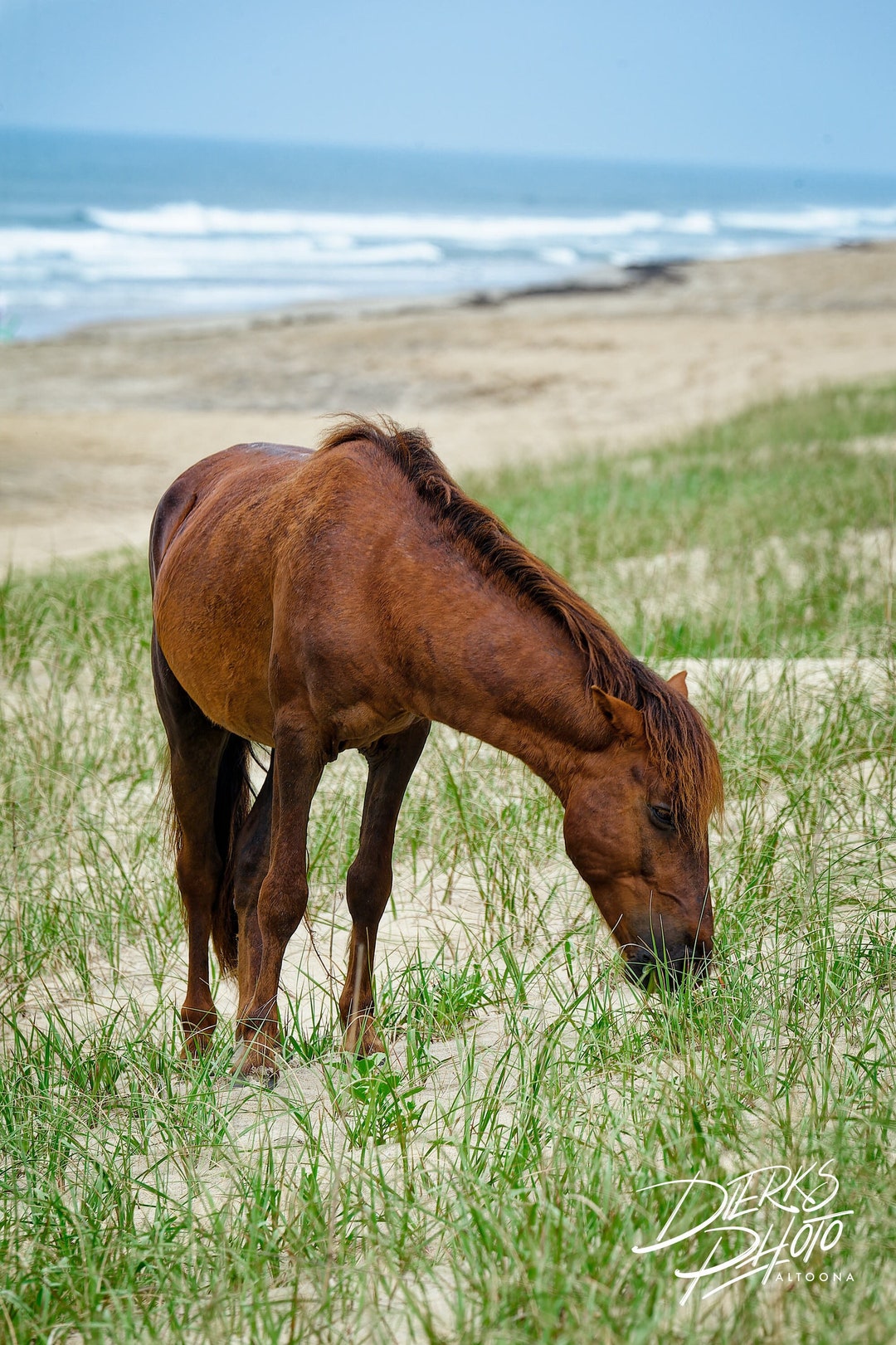 Wild Horse Grazing Dunes at Corolla, OBX Wild Ponies, Outer Banks ...