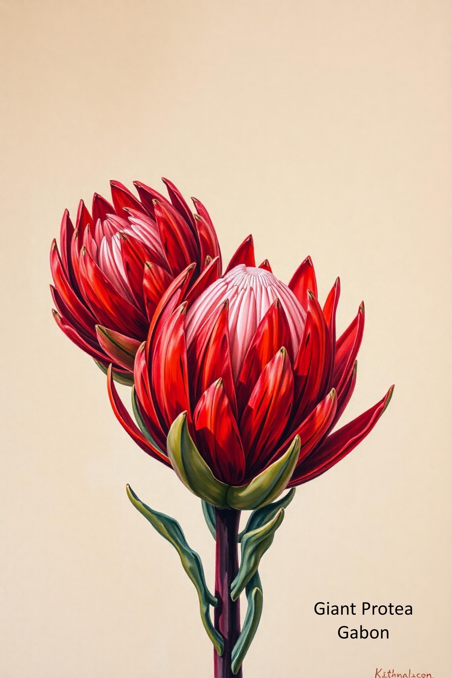Gabon Printable Flower Protea Cynaroides Art Print, Giant Protea Floral ...