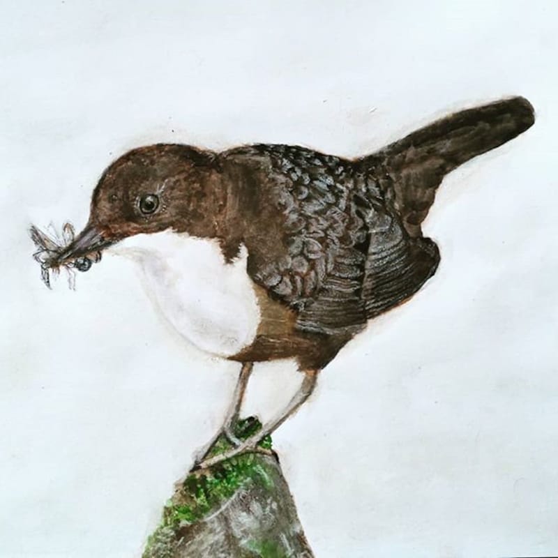 Bird Artwork - Etsy