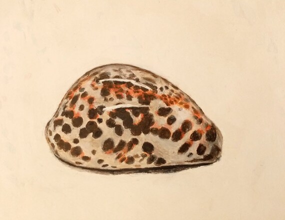 Cowrie Shell Print A Seashell Art Print 8 X 10 Inches. A | Etsy