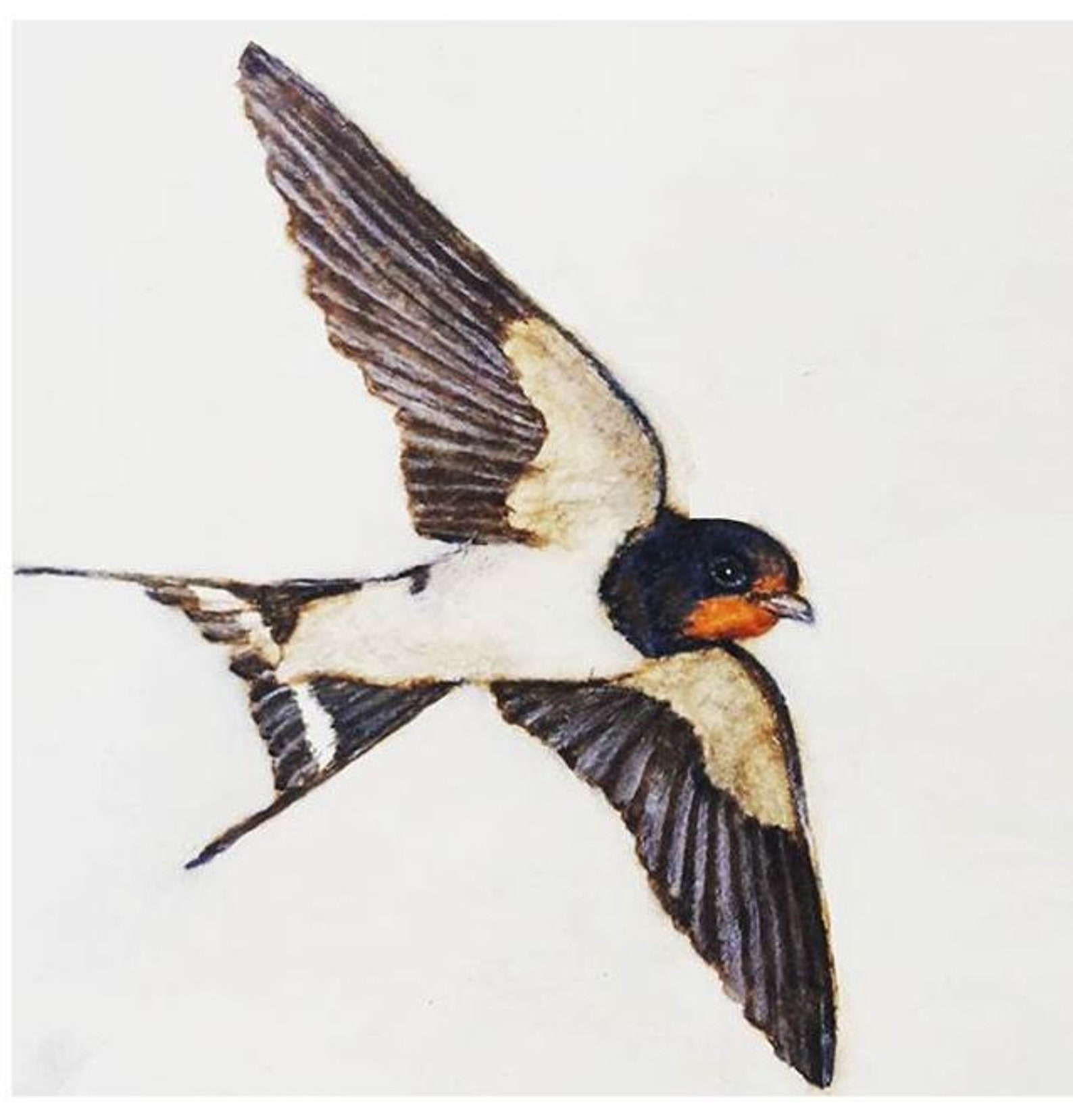 Barn Swallow Artwork. A Professional Print of the Original - Etsy UK