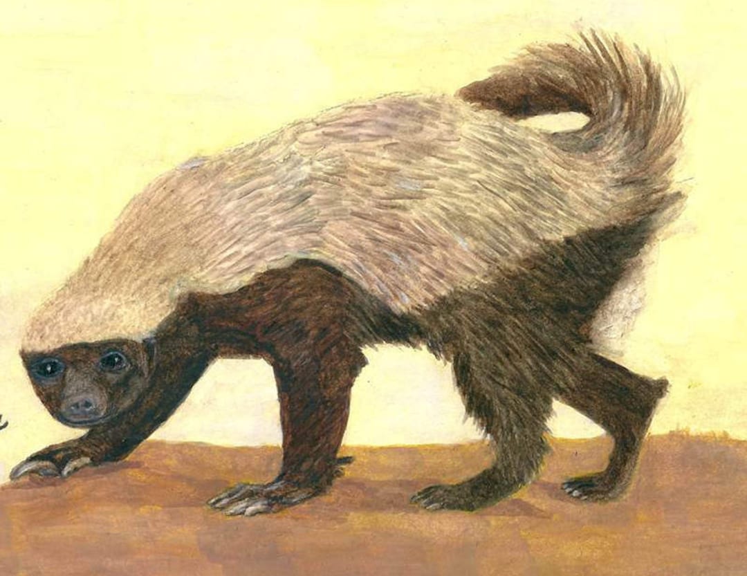 A Honey Badger Illustration. This Honey Badger Close up A4 Print, Ideal ...