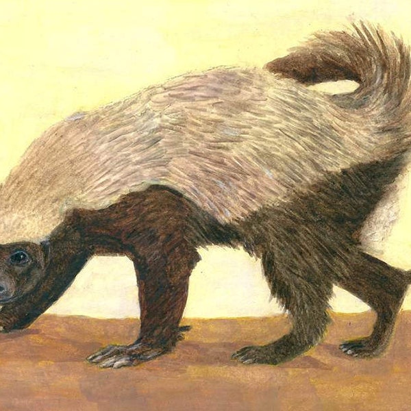 Badger Illustration - Etsy