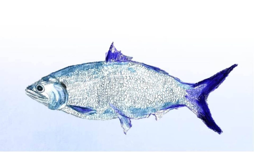 Silverfish Fish Art Print. A Silver and Blue Fish Watercolor. - Etsy UK