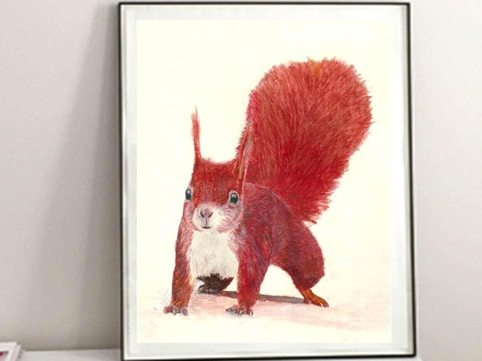 Squirrel Artwork. A Red Squirrel Poster. for Red Squirrel - Etsy