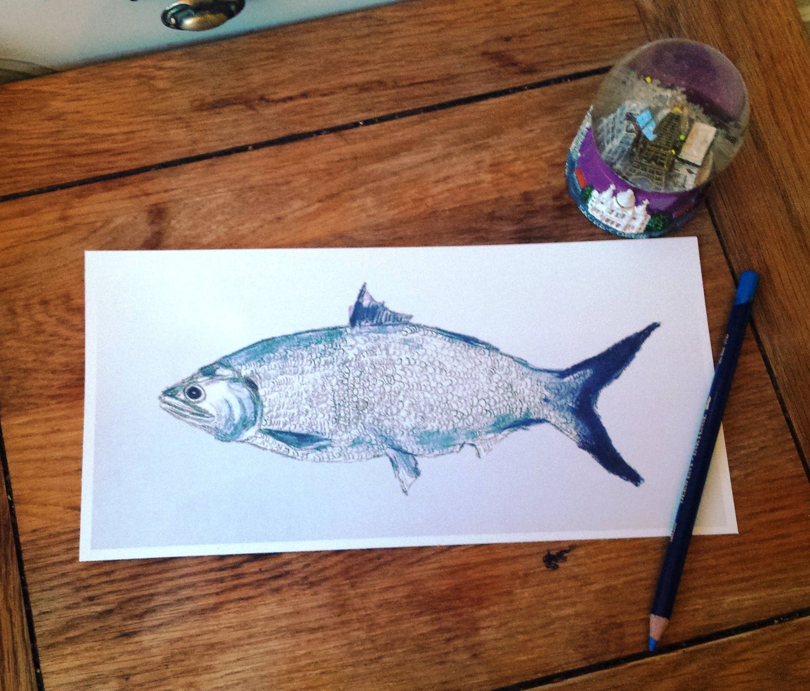 Silverfish Fish Art Print. A Silver and Blue Fish Watercolor. - Etsy UK