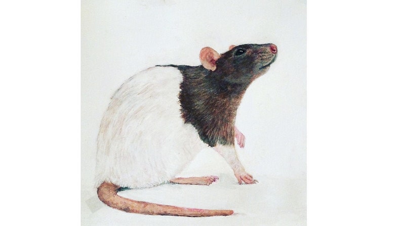 Rat Art Print small acrylic painting Cute Mouse print. | Etsy