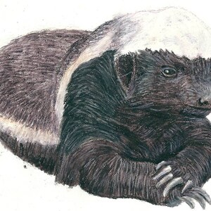 A Honey Badger Print A Badger Art Print A Honey Badger Gift Honey ...