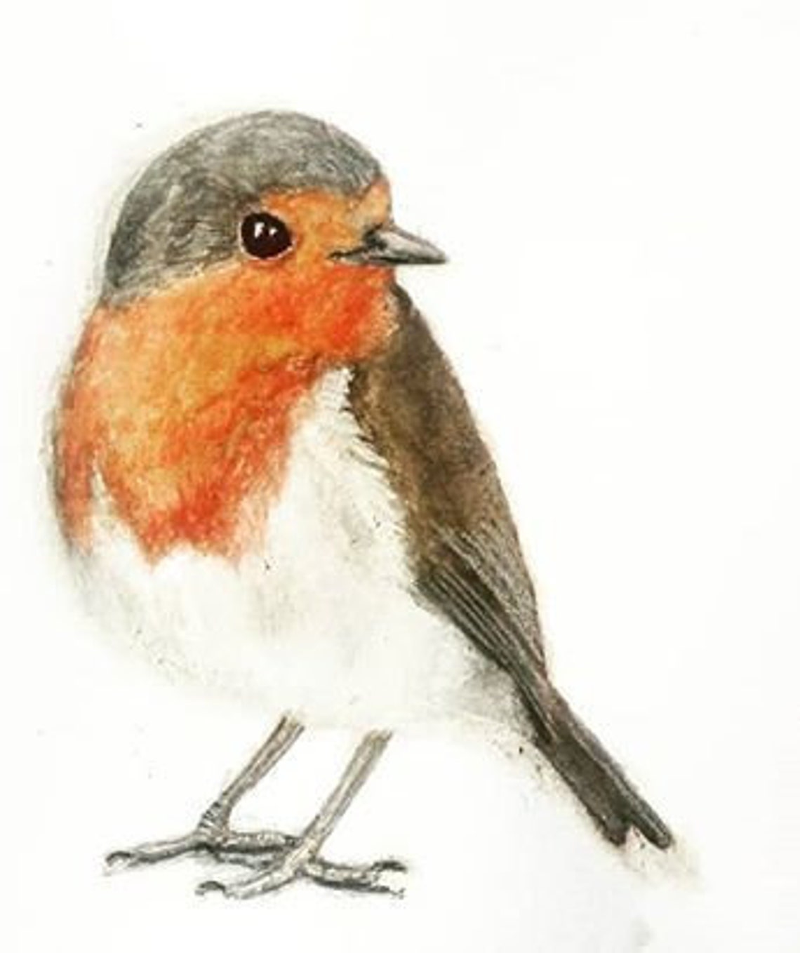 Robin Art A Red Breasted Robin Print. Originally a Bird - Etsy
