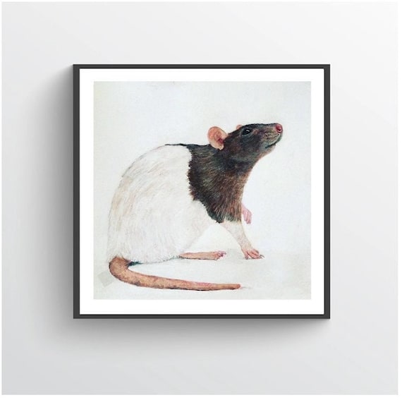 Rat Art