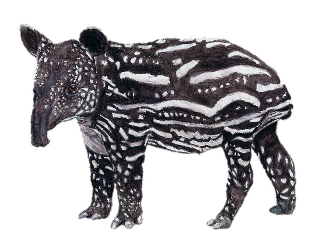 A Baby Tapir Art Print. A Malaysian Tapir Print. for Brown and - Etsy
