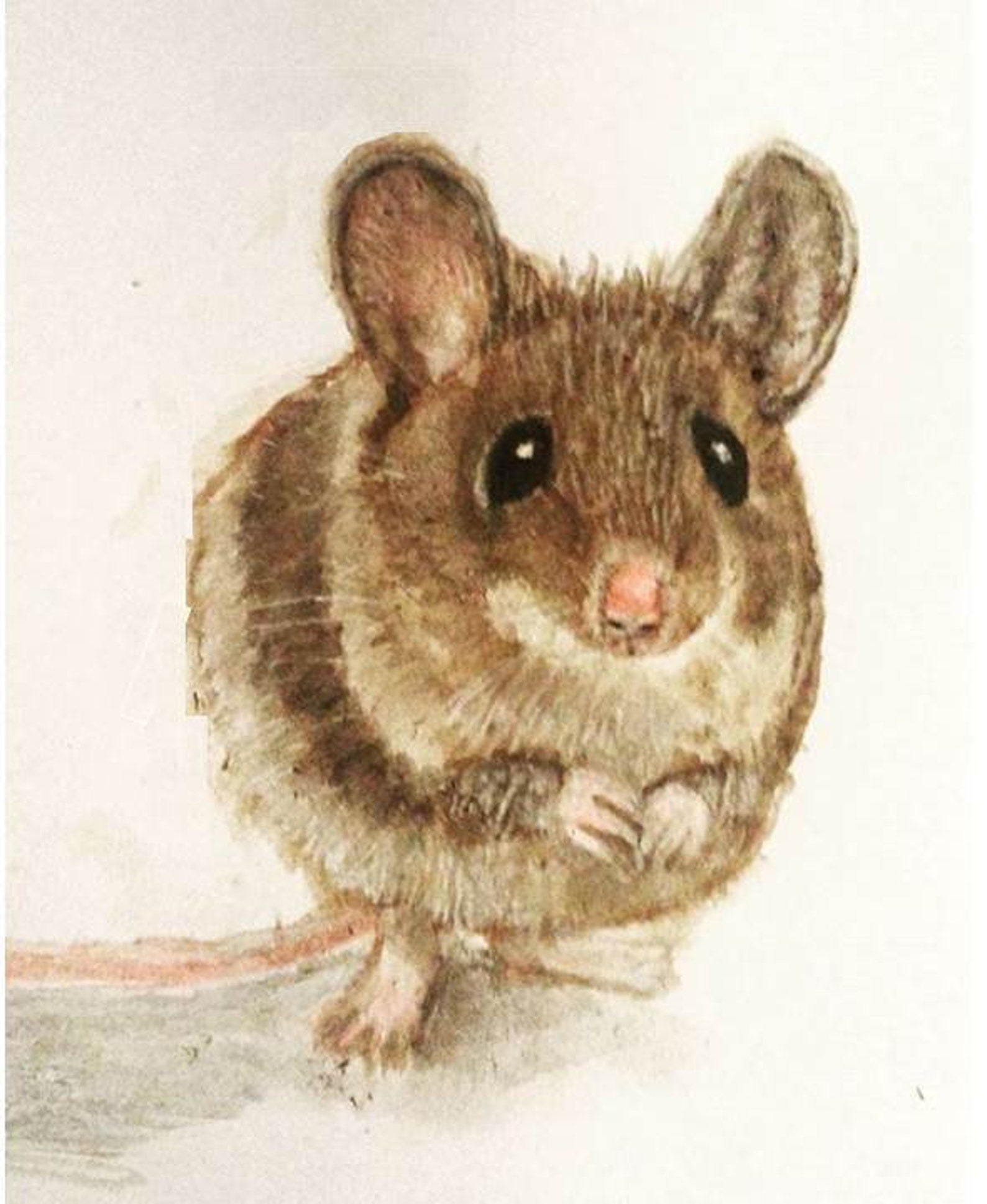 Colorful Mouse Print. A Rodent Print of My Original House - Etsy