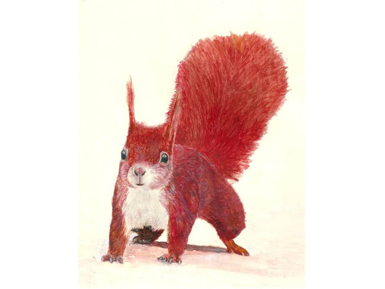 Squirrel Artwork. A Red Squirrel Poster. for Red Squirrel - Etsy