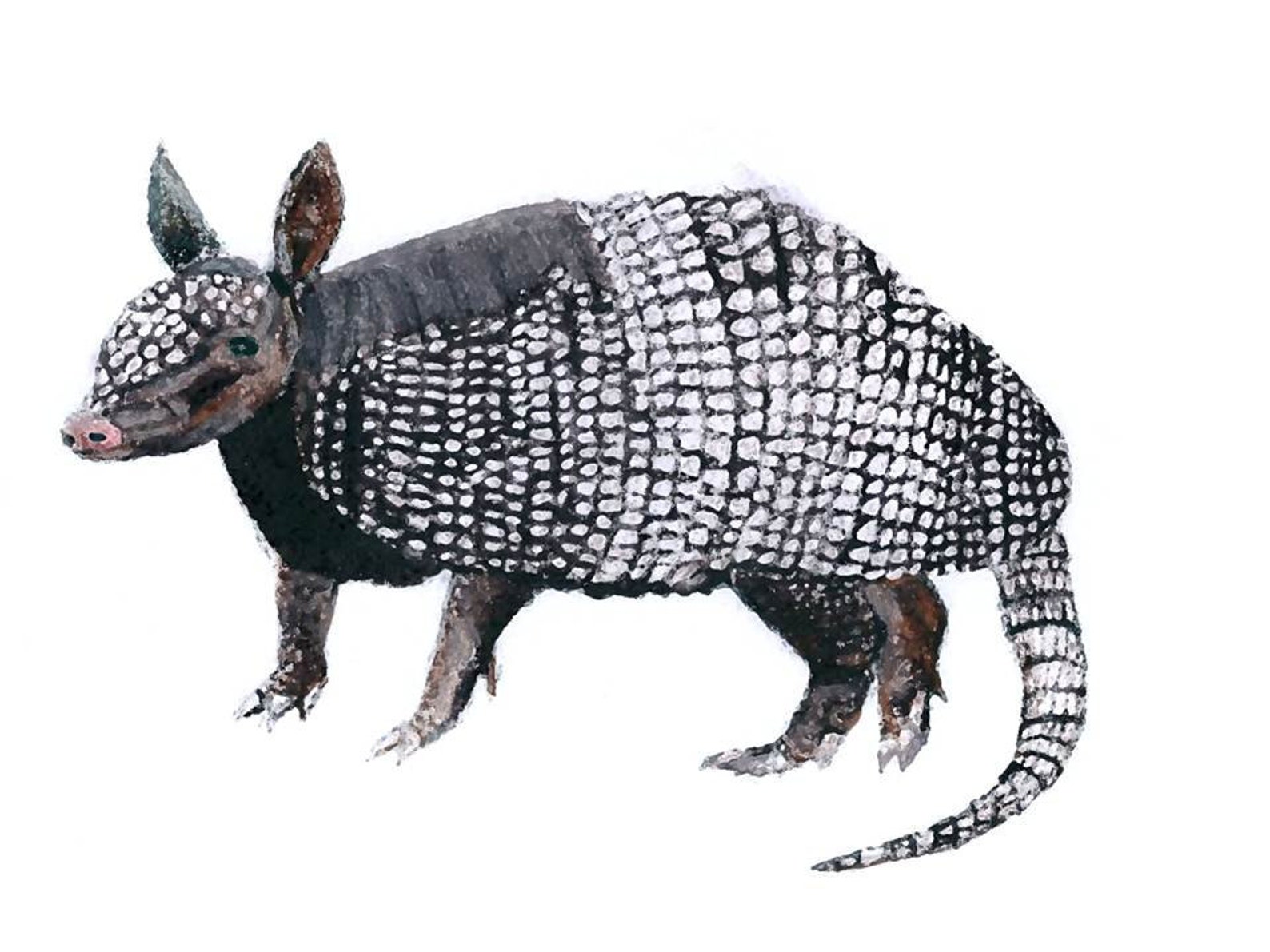 Armadillo Print Armadillo Art Print. Exotic Animal Artwork - Etsy