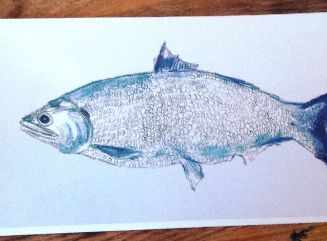 Silverfish Fish Art Print. A Silver and Blue Fish Watercolor. - Etsy UK