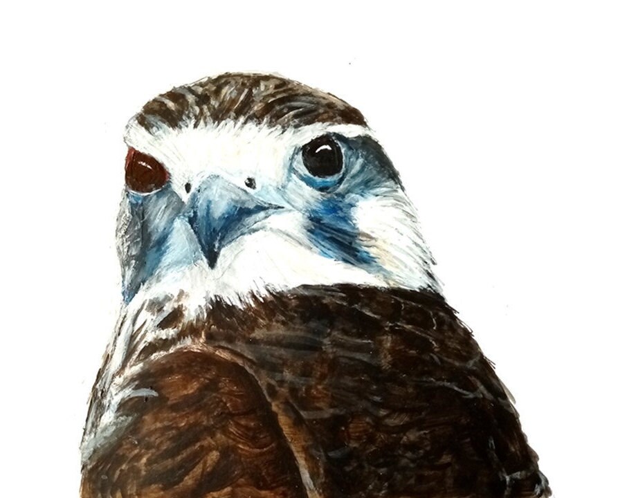 Falcon Bird Print A5 Acrylic Bird Painting Print. A Kestrel - Etsy