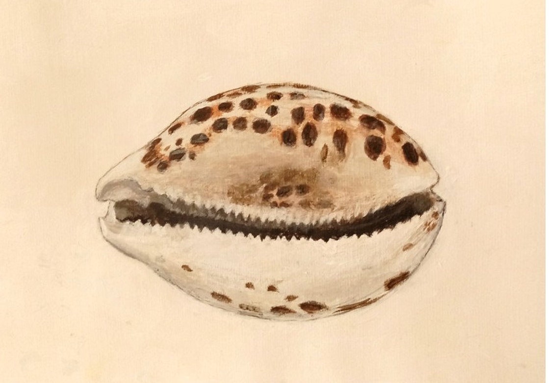 Cowrie Seashell Art Print A Seashell Print of an Acrylic | Etsy
