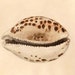 Cowrie Shell Print A Seashell Art Print 8 X 10 Inches. A Cowrie Shell ...