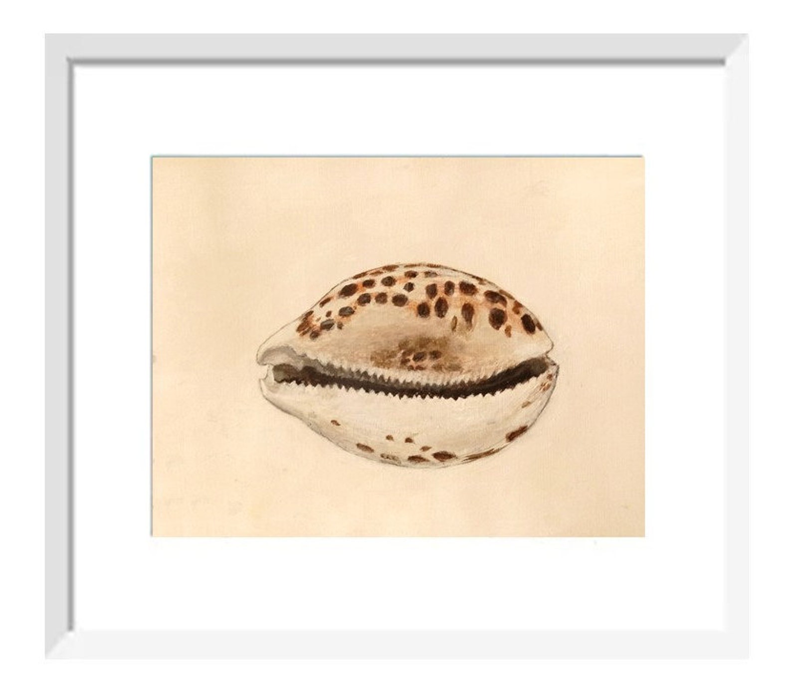 Cowrie Seashell Art Print A Seashell Print of an Acrylic | Etsy