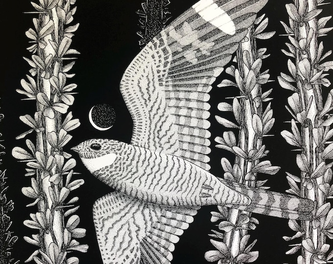 Common Nighthawk on Kraft - Etsy