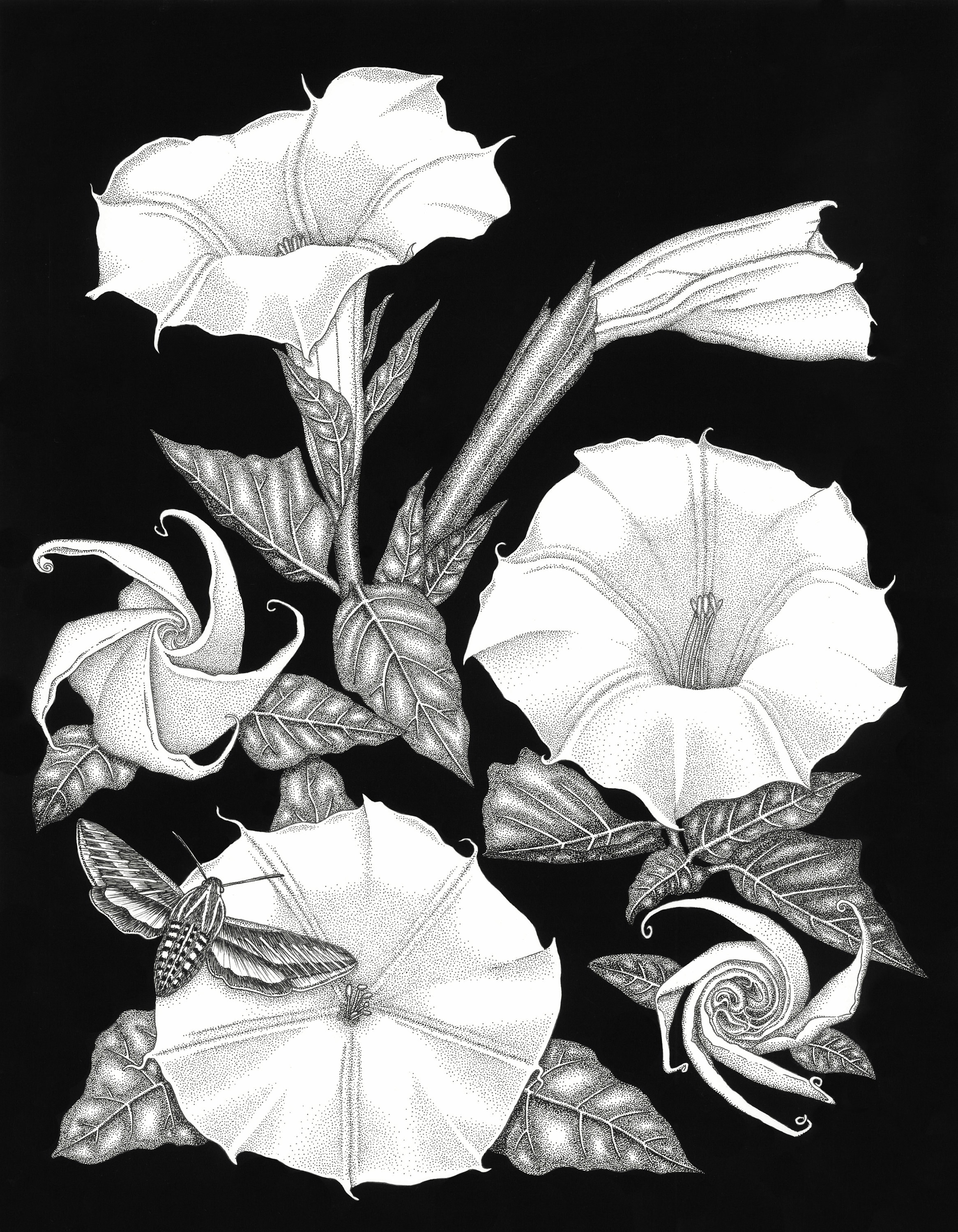 Datura Flower Drawing