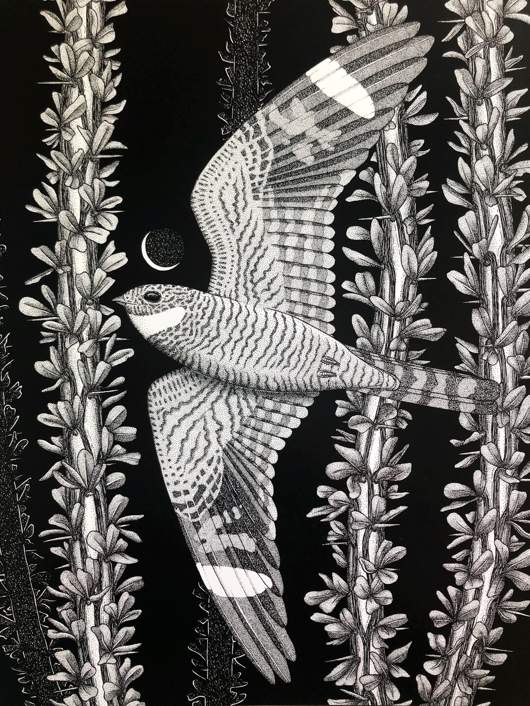 Threshold - 11 X 14 - Art Print - Bird - Nighthawk - Desert - Liminal ...