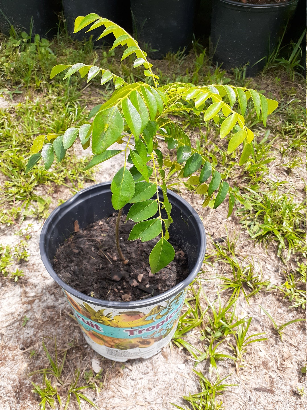 Curry Leaf Plant - Gamthi Variety - Kadi Patta - Murraya Koenigii ...