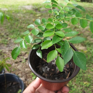 Curry Leaf Plant - Organic Gamthi Variety -starter Plant -inch to 3 ...
