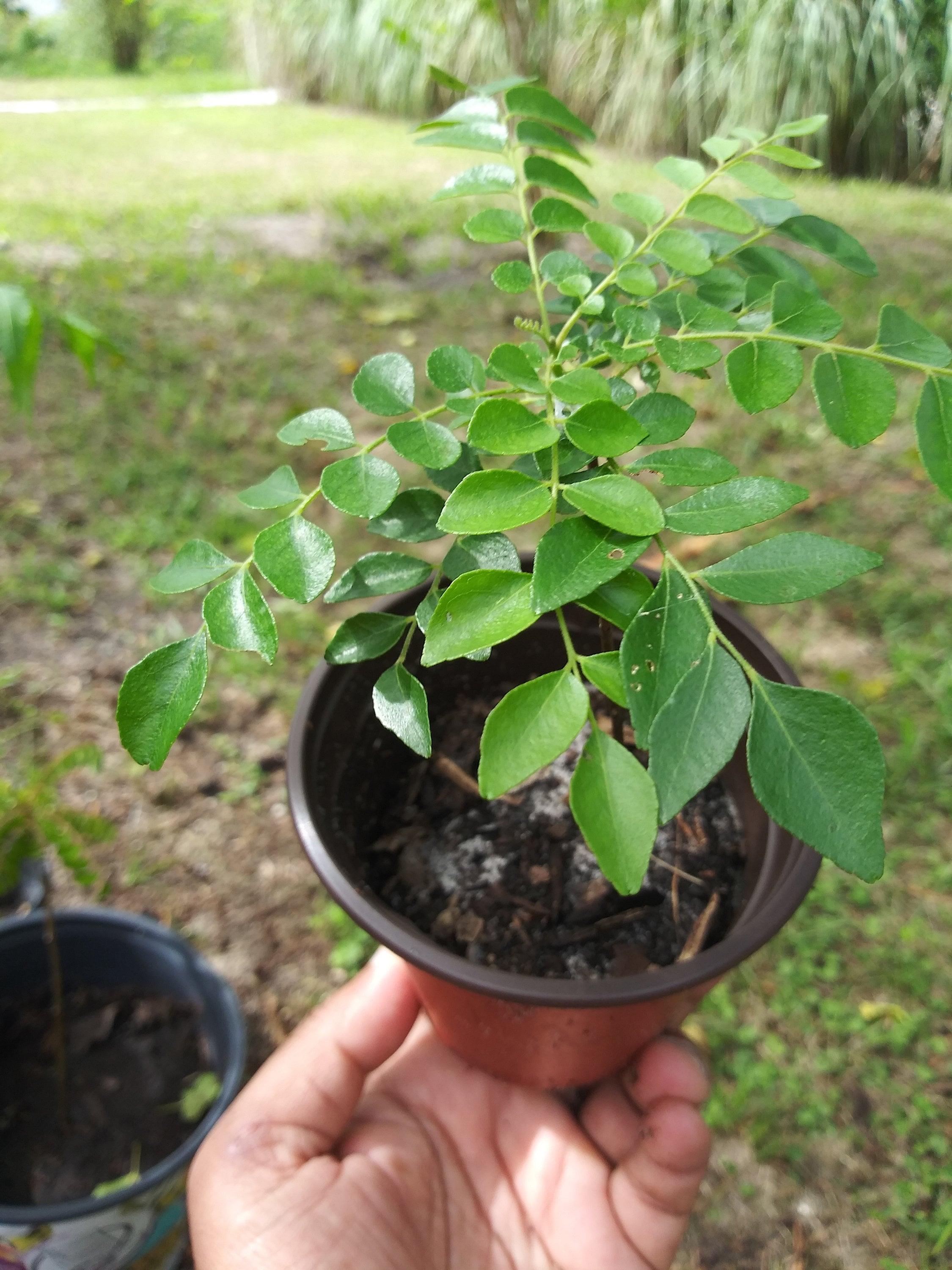 Curry Leaf Plant - Organic Gamthi Variety -starter Plant -inch to 3 ...