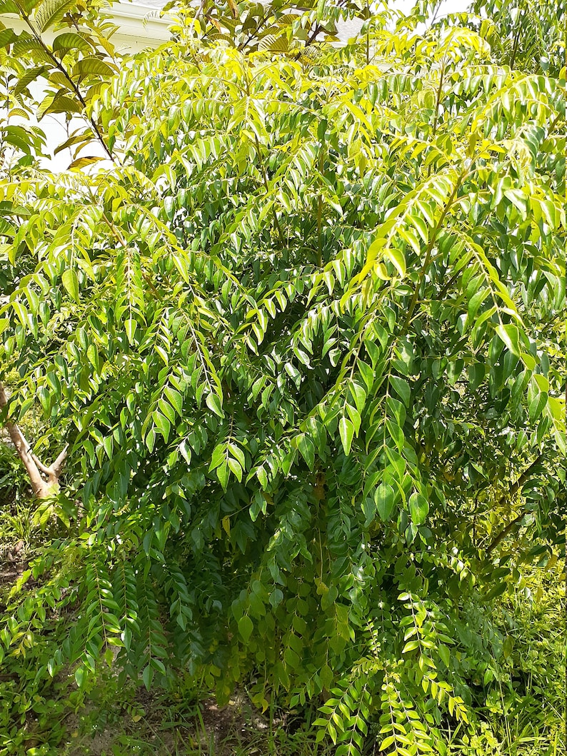 Curry Leaves : Fresh ORGANIC Gamthi Variety- 1000 Leaves - Certified ...