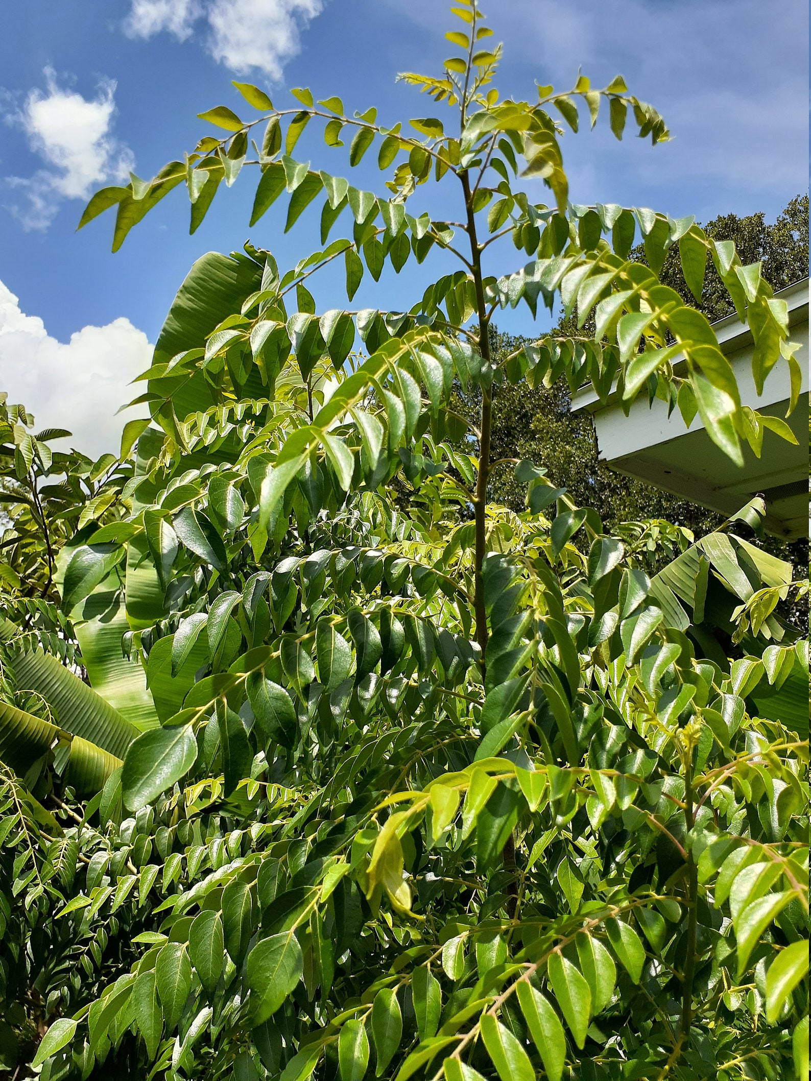 Curry Leaves : Fresh ORGANIC Gamthi Variety- 1000 Leaves - Certified ...