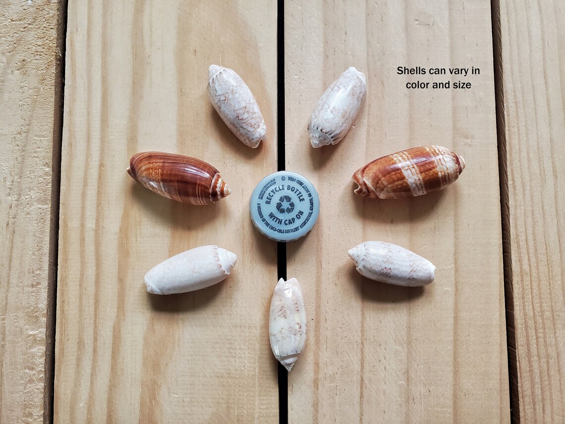 Seashell Ceiling Fan Pull Light Chain Pull Olive Shell - Etsy