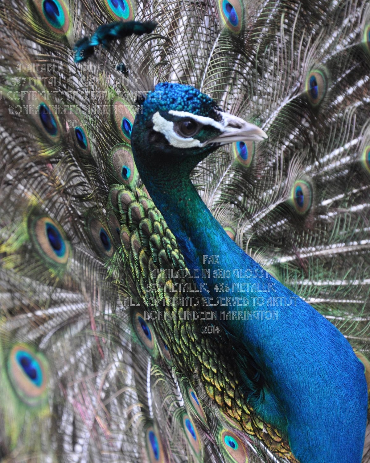 Peacock Photograph: Indigo Bold Colors, Signed Art Print - Etsy