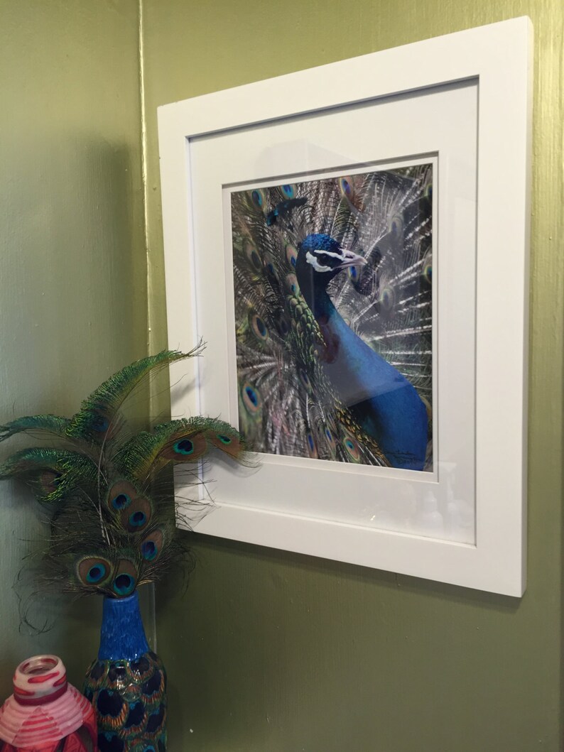 Peacock Photograph: Indigo Bold Colors, Signed Art Print - Etsy