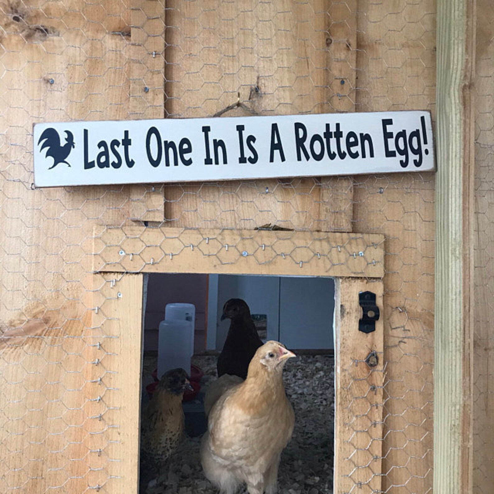 Last One in is A Rotten Egg Chicken Coop Sign Farm Sign - Etsy
