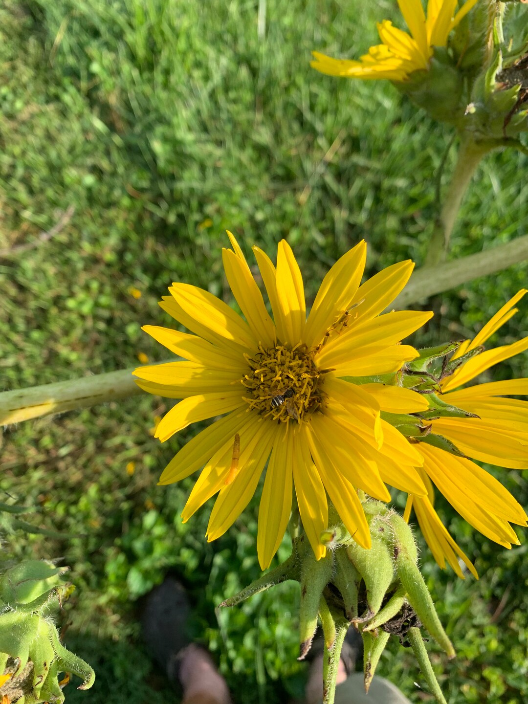 Silphium Laciniatum Compass Plant Seeds 25 Seeds - Etsy