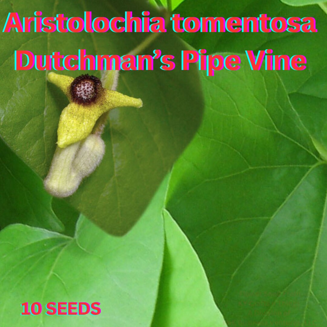 Dutchman’s Pipe Vine 10 Seeds Aristolochia Tomentosa, Pipe Vine ...