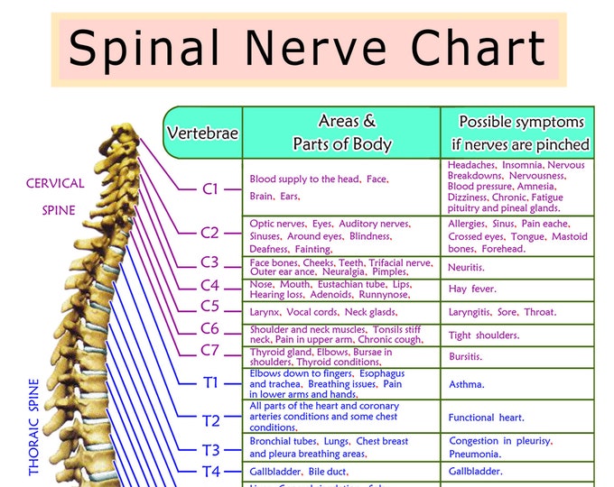 Chart of the Spinal Nerve, Print 5x7 - Etsy