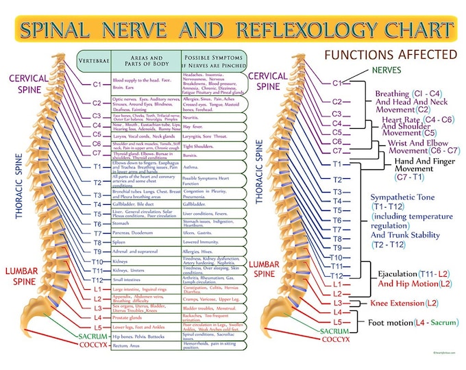 Spinal Nerve and Reflexology Infographic Print by Hearts for Love - Etsy