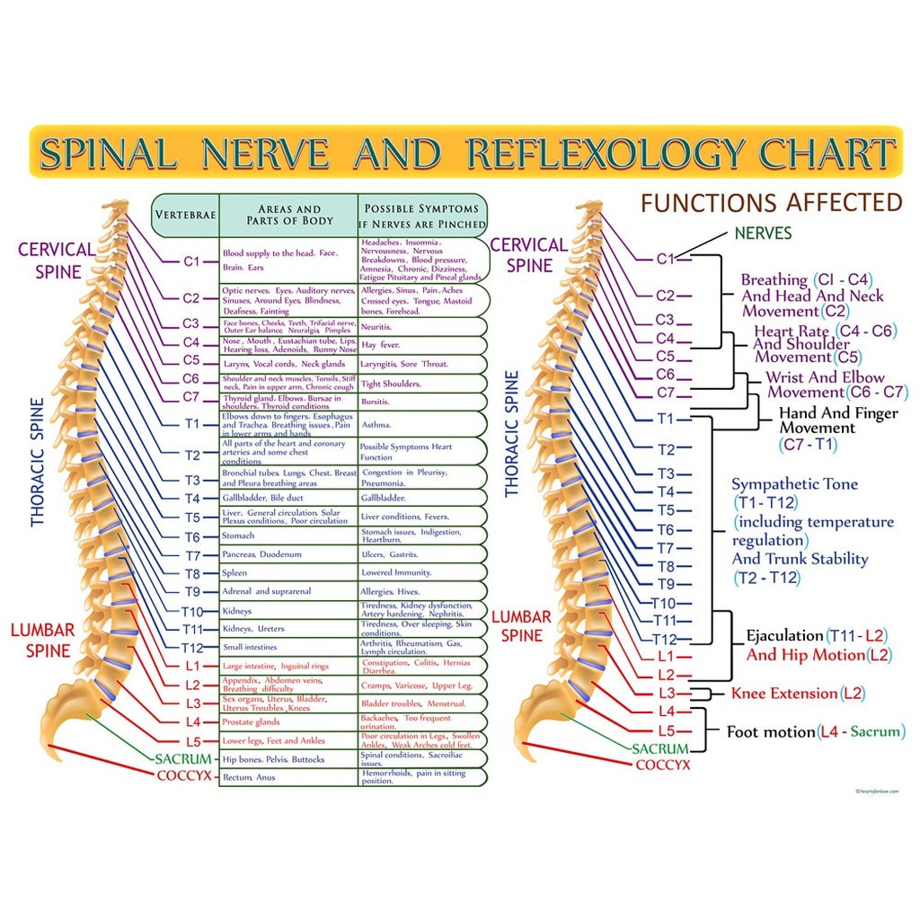 Spinal Nerve Chart Pdf