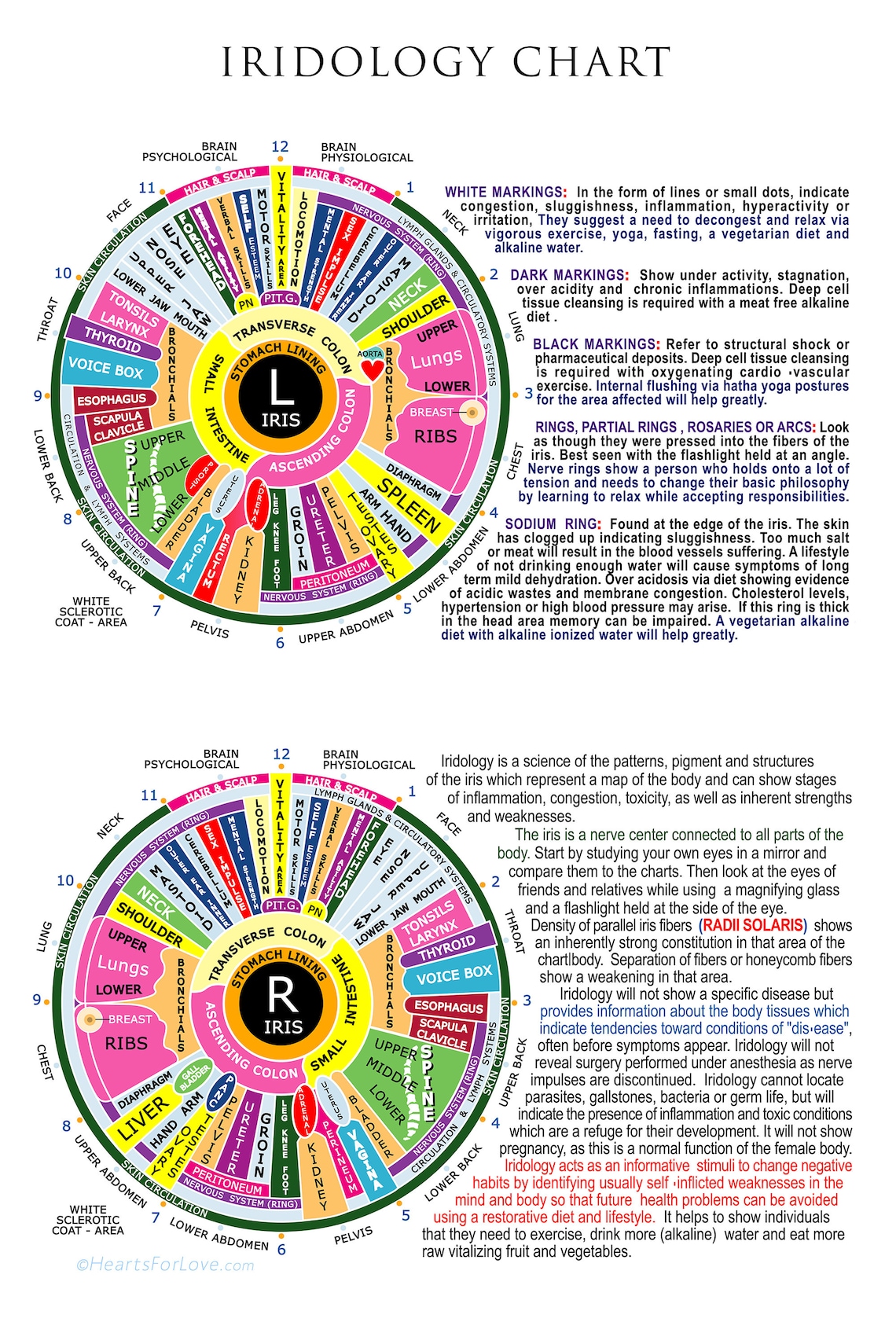 Iridology Zones for the Study of Health by Reading Iris Patterns in the ...