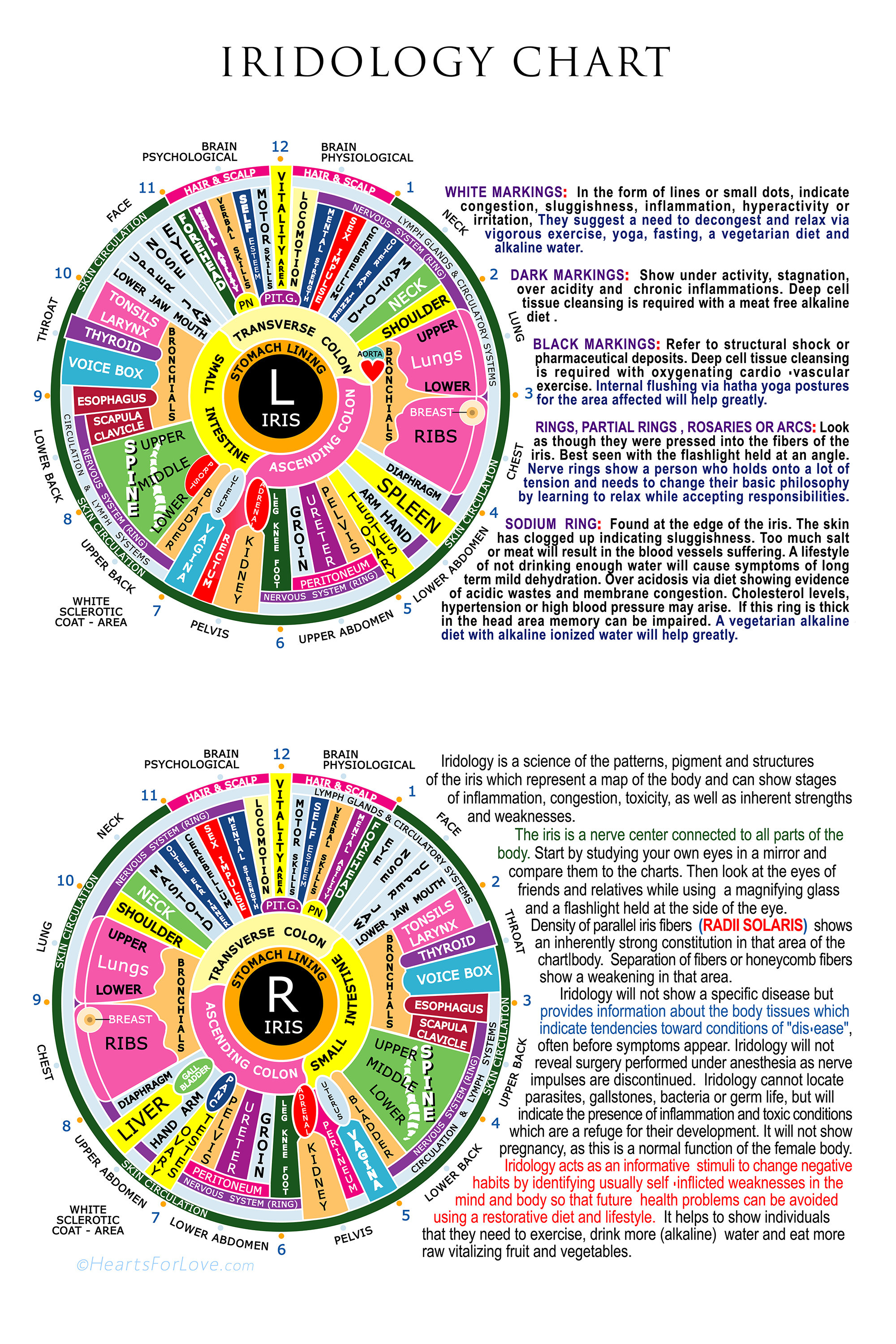 Iridology Zones for the Study of Health by Reading Iris Patterns in the ...