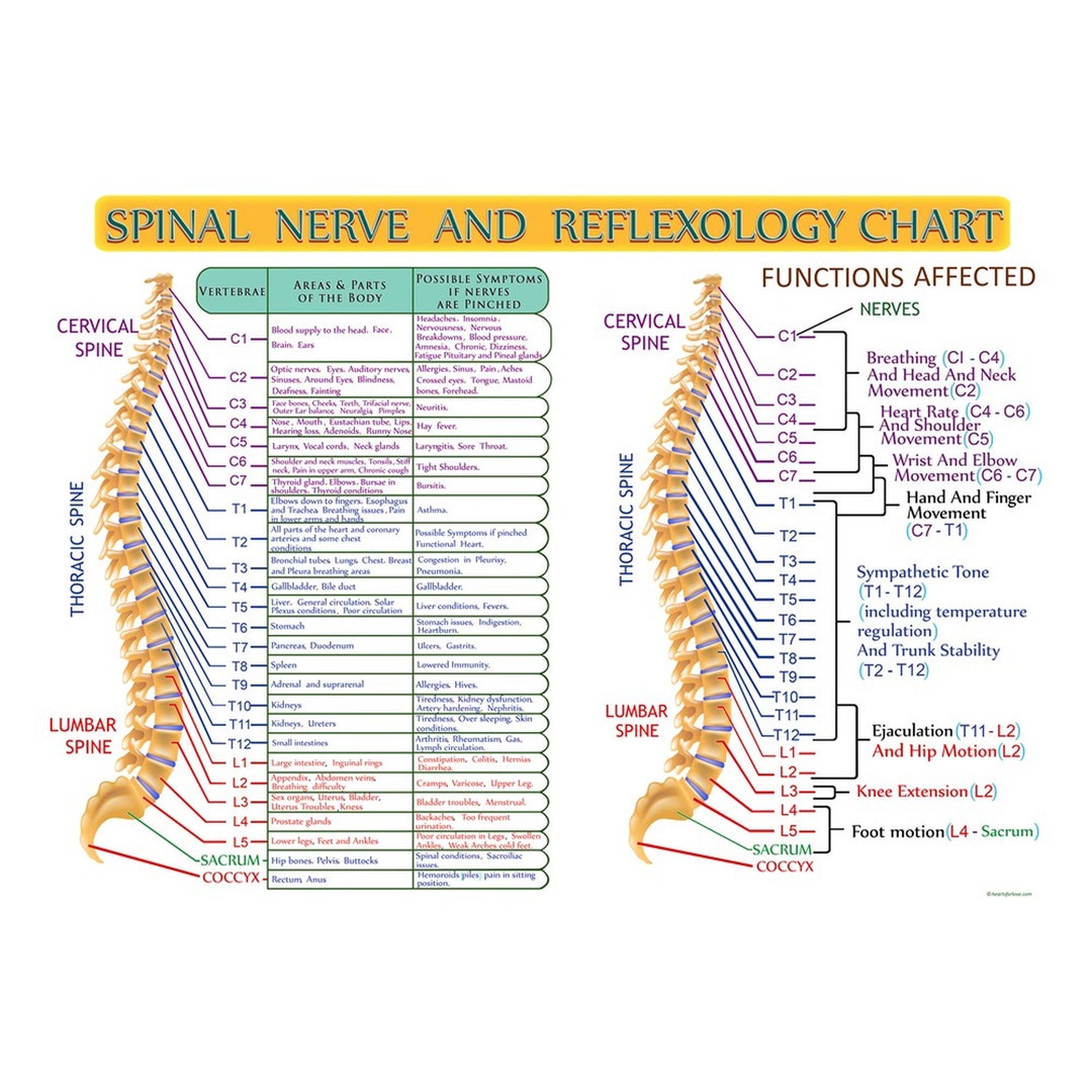 Spinal Nerve and Reflexology Diagram, Prints by Hearts for Love - Etsy