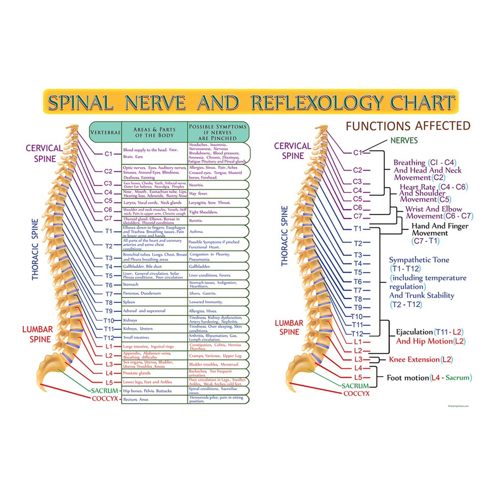 Spinal Nerves Diagram