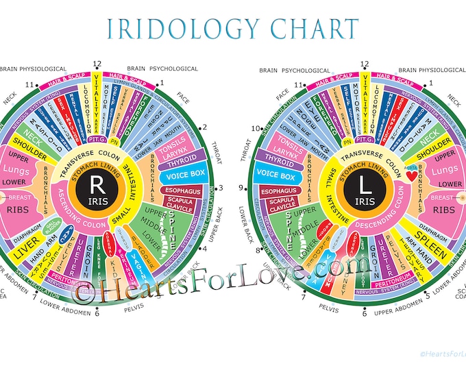 Iridology Chart, Iridology Map of the Eye Pupil. up to 20 X 30 Inches ...