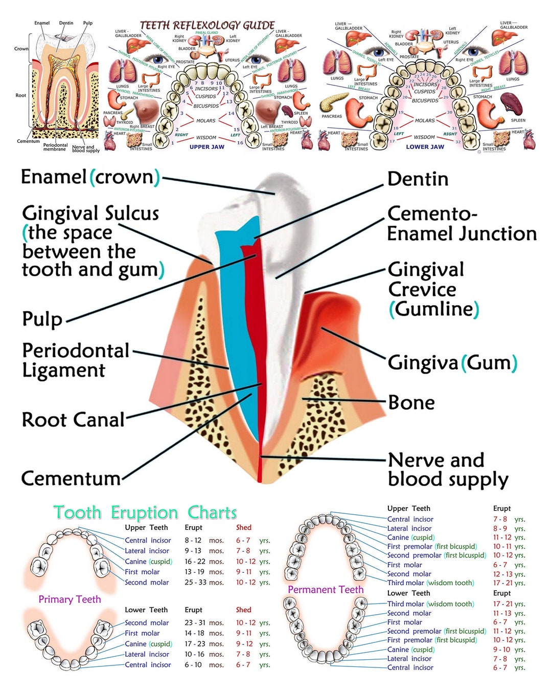 Teeth Reflexology Guide. Professional Grade Print - Etsy